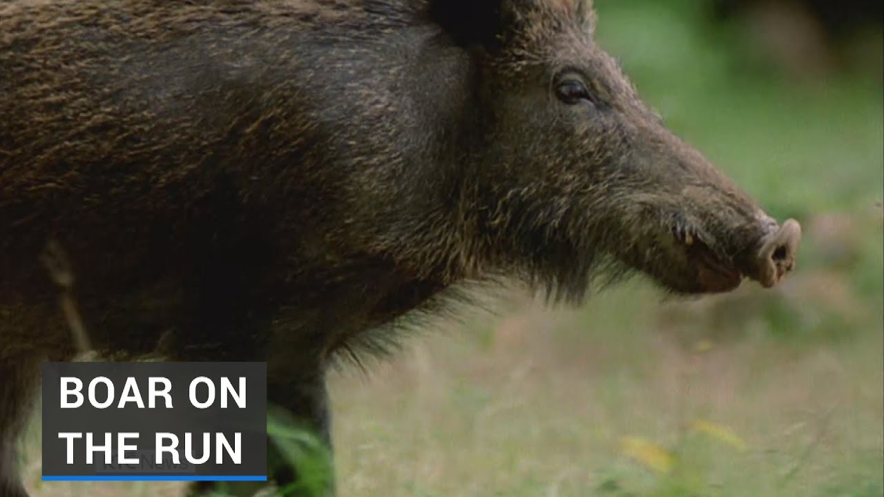 Public asked to report sightings of large wild boar in Kerry - YouTube