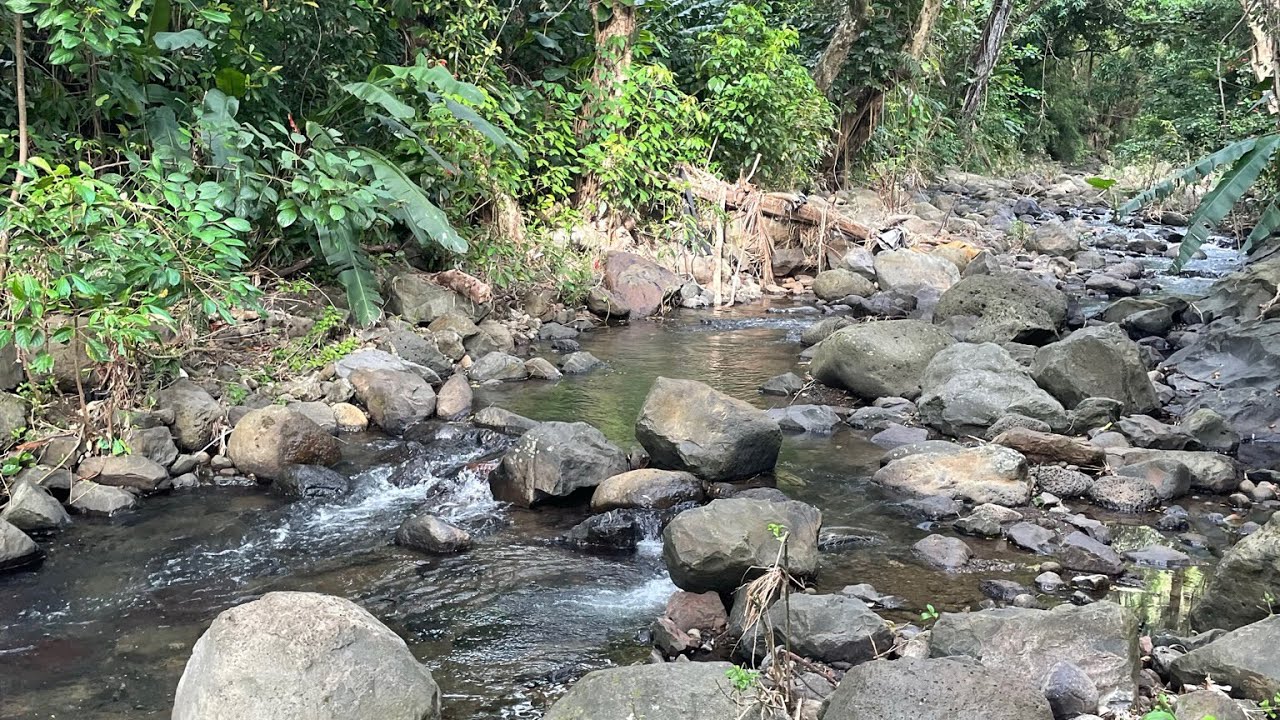 8 MIN Relaxing Study Music | Peaceful Hawaiian Streams #hawaii #zen ...