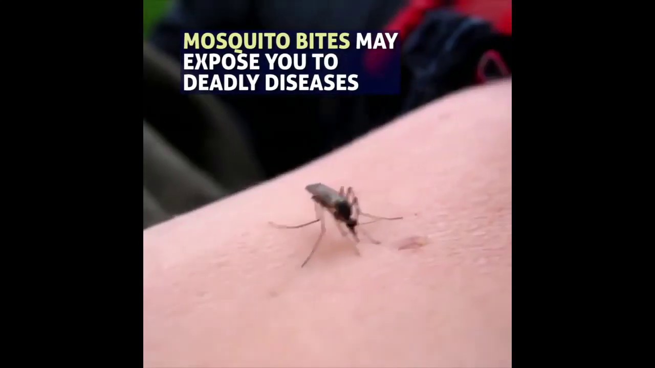 mosquito ad video - YouTube