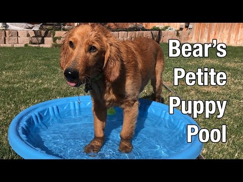 Bear's Petite Puppy Pool