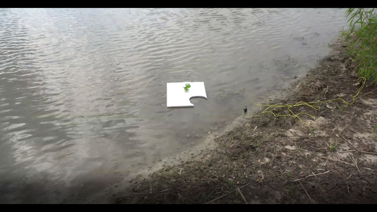 Pond Floating Hydroponic Experiment - YouTube