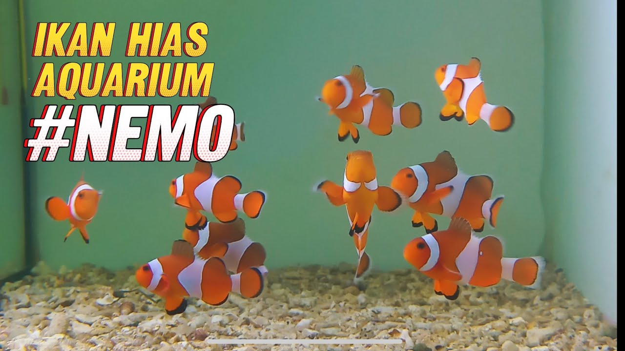 ikan nemo hias aquarium air laut - YouTube