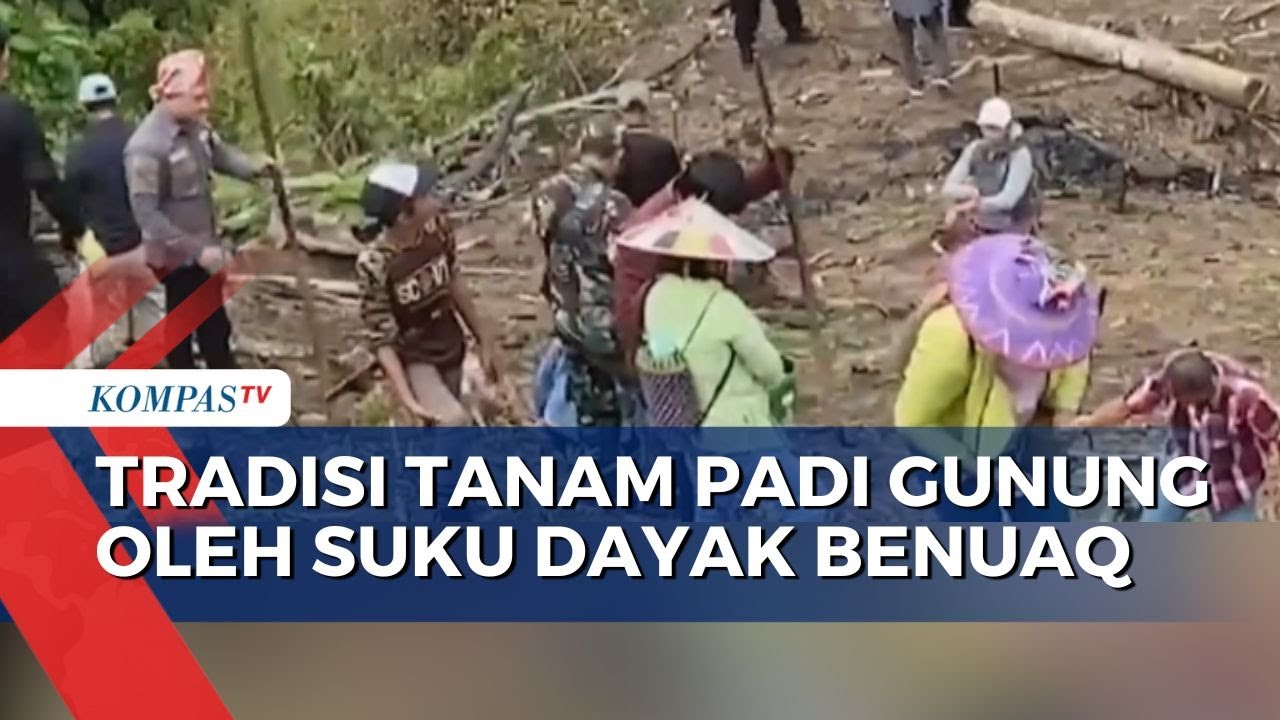 Tradisi Nunggal, Cara Tanam Padi di Gunung Ala Suku Dayak Benuaq - YouTube