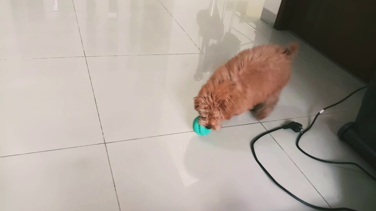 Chloe Toy Poodle PLAYING FETCH - YouTube