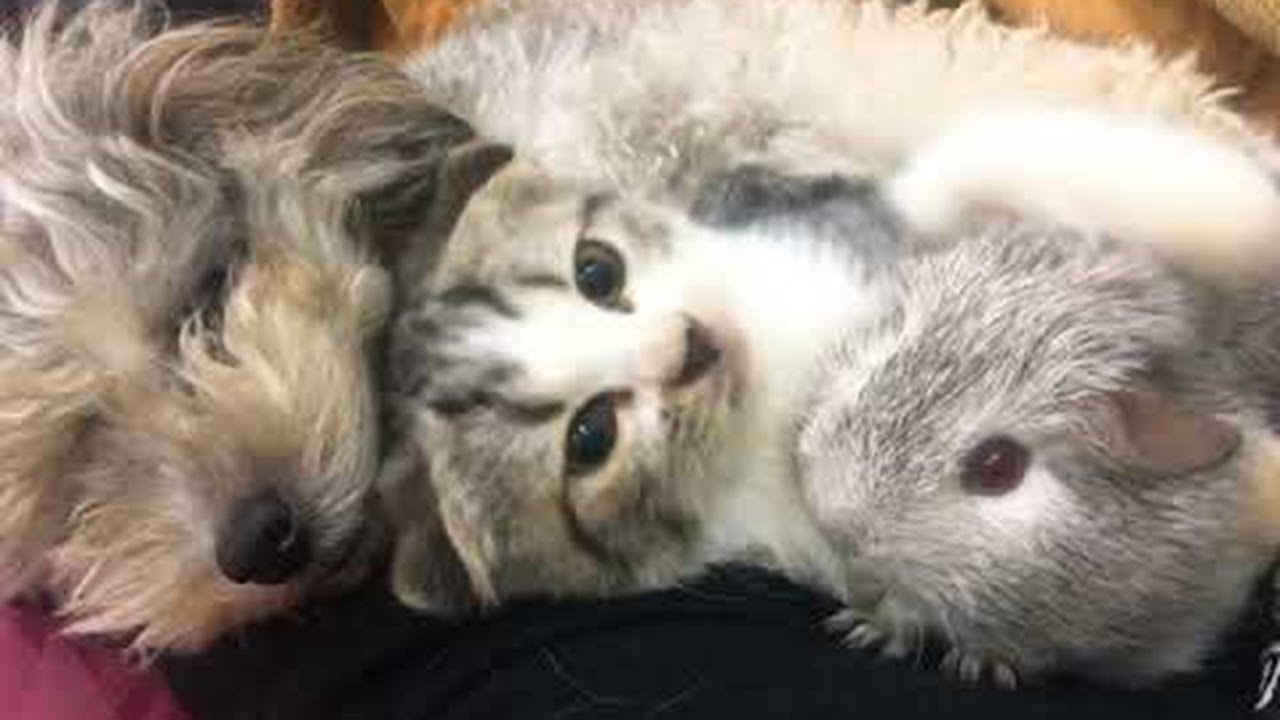 Poodle, Cat and Gerbil Nap Together || ViralHog - YouTube