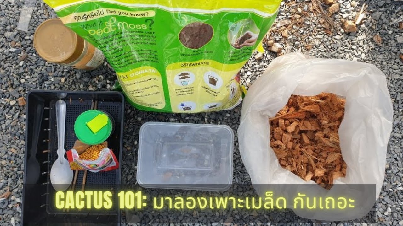 มาเพาะเมล็ดแคคตัสด้วยกล่องข้าว Grab [Cactus 101: Gymnocalycium ...