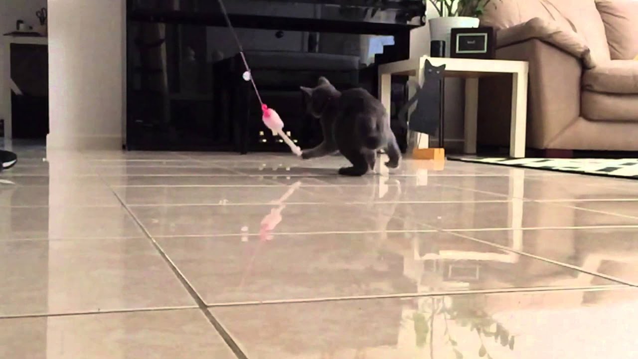 The Bionic Cat - YouTube