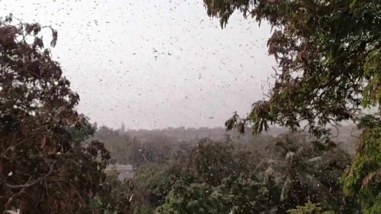 Terrible And Strange Rain Of Locusts That Destroyed Greenry - YouTube