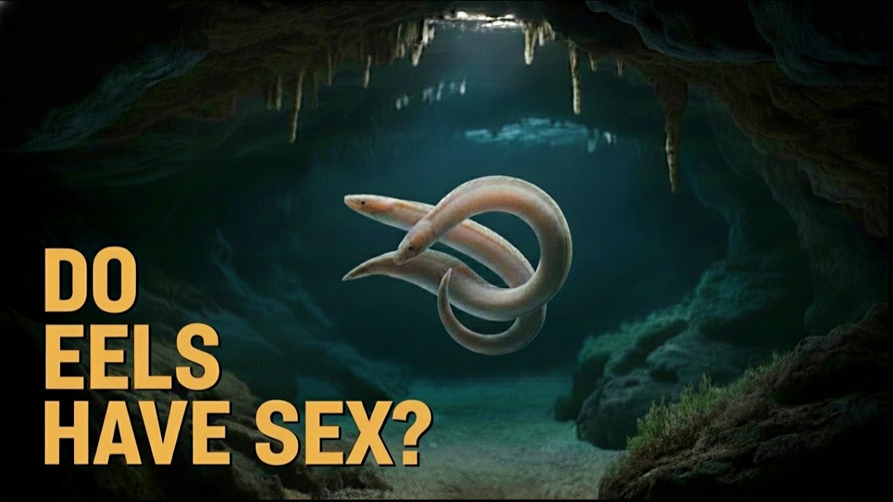 What REALLY Happens When EELS Migrate to Mate? - YouTube