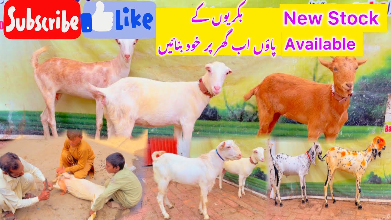 Goat Farming Pakistan | Bakriyon ke Khur cutting ️ New Stock available ...
