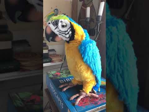 FurReal Friends Squawker McCaw Talking Parrot - YouTube