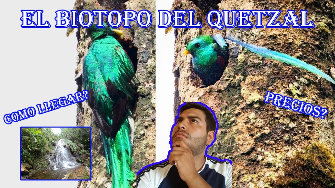 Tras las Alas del Quetzal, Una aventura en el Biotopo del quetzal para ...