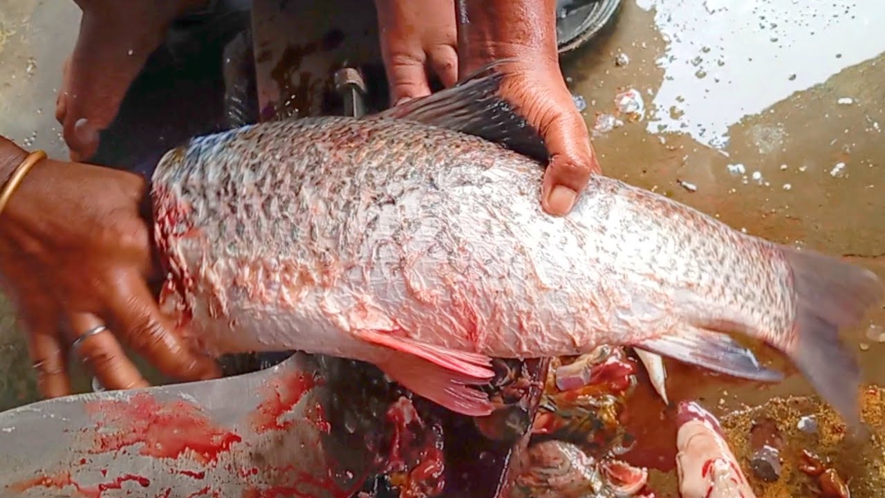 Monster Ruhi Fish In BD Fish Market | 5k Money Amazing Ruhi Fish ...