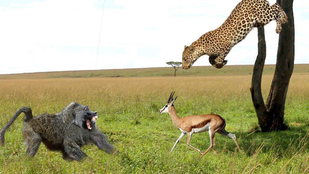 Amazing Baboons Chase Leopard To Save Impala - YouTube