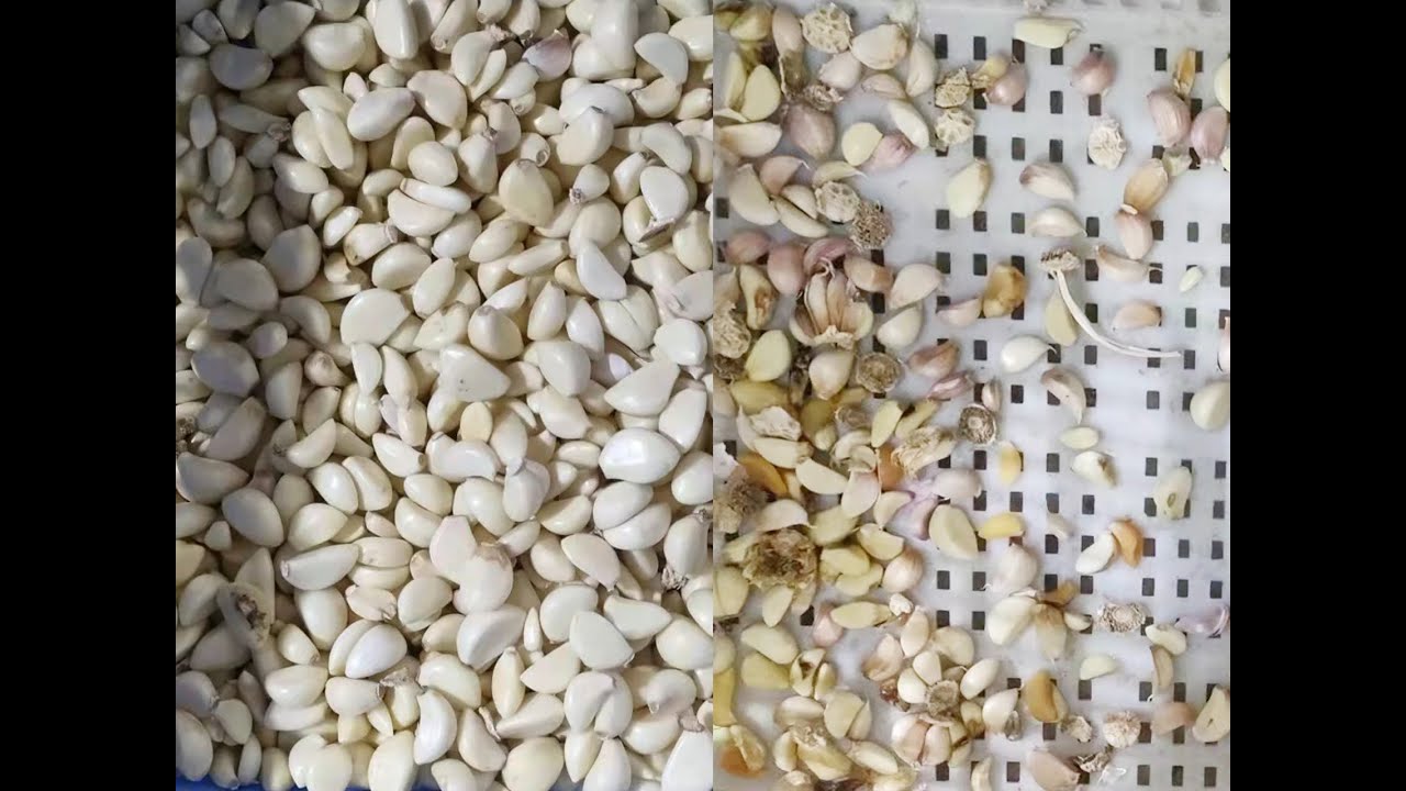 garlic color sorting color sorter machine BL30 - YouTube