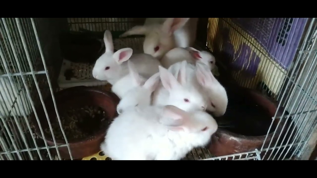 kelinci hyla umur 25 hari - YouTube