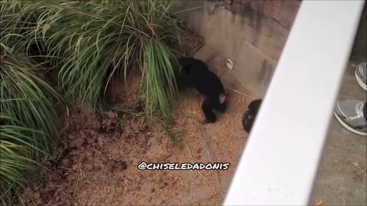 A Gang of Chimps Whip A Racoon - YouTube