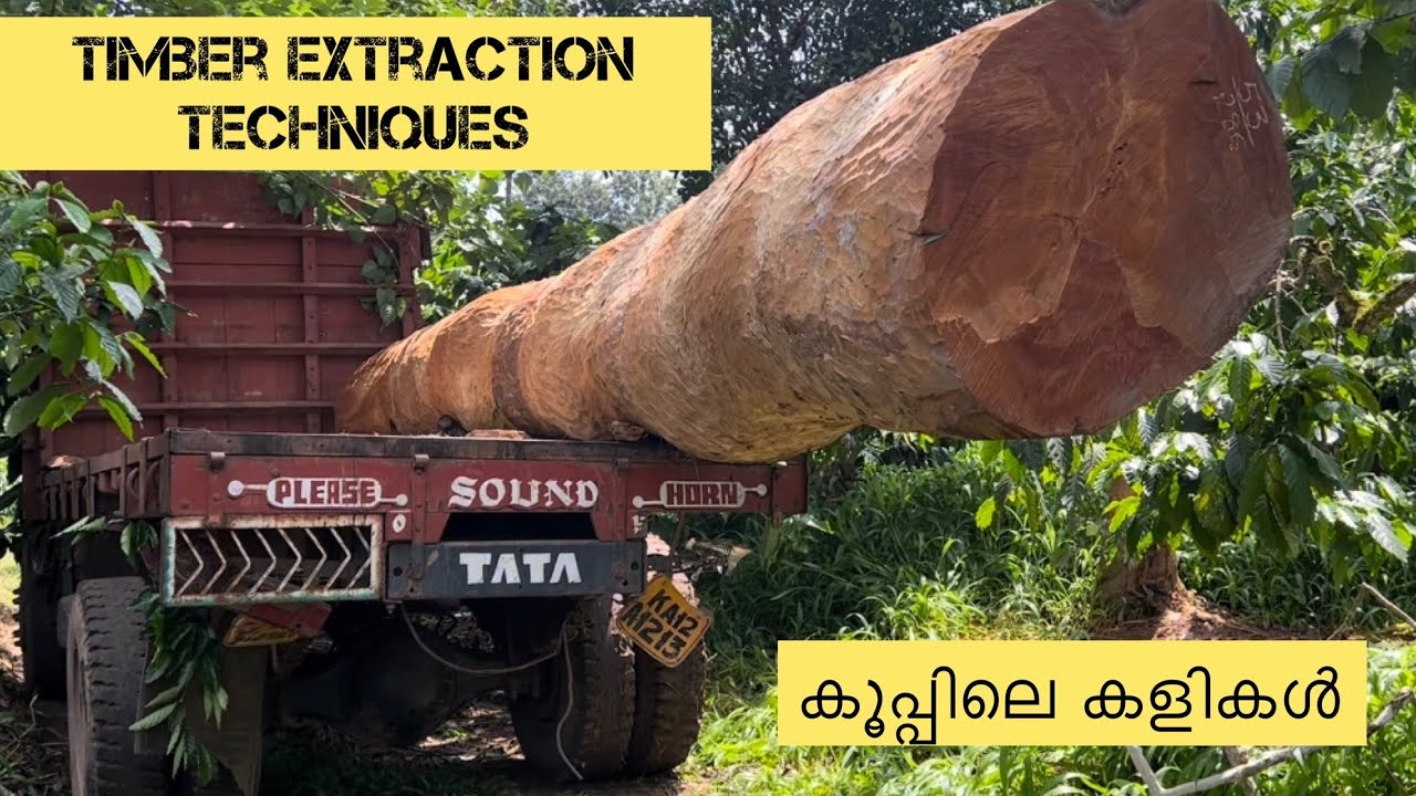 Modern style of Timber Extraction Technics,കൂപ്പിലെ കളികൾ .Riyad Vlogs ...
