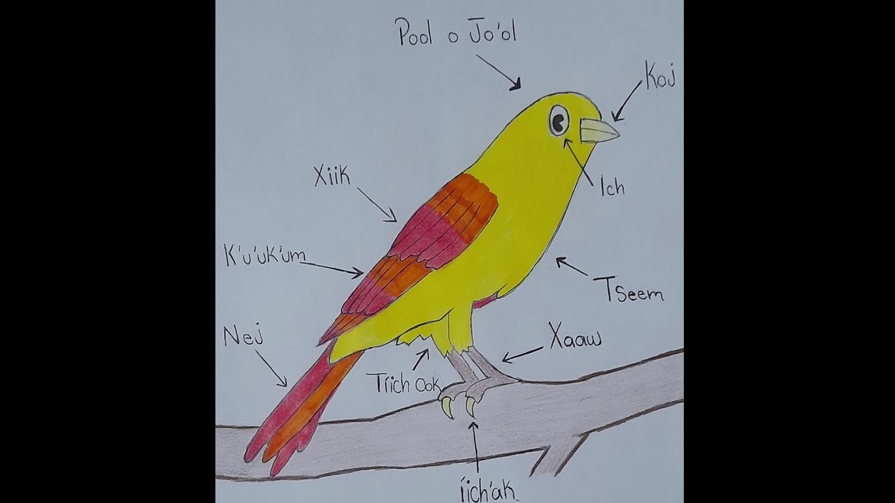 Partes del cuerpo de un Ave - YouTube