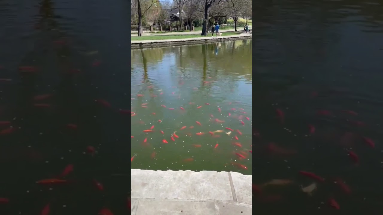 Many Red Fish at the Park/Short - YouTube
