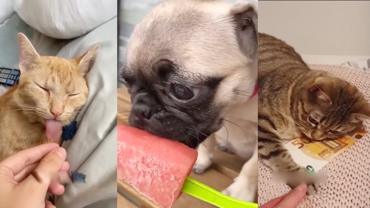 Pets Being Absolutely Hilarious! 🐶😹 You Won't Stop Laughing! Part 12 ...