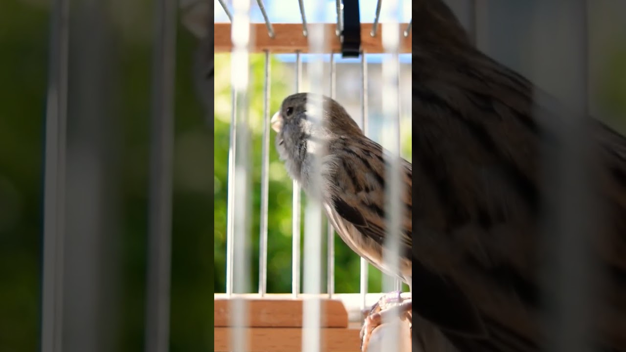 Young canary after molting - YouTube