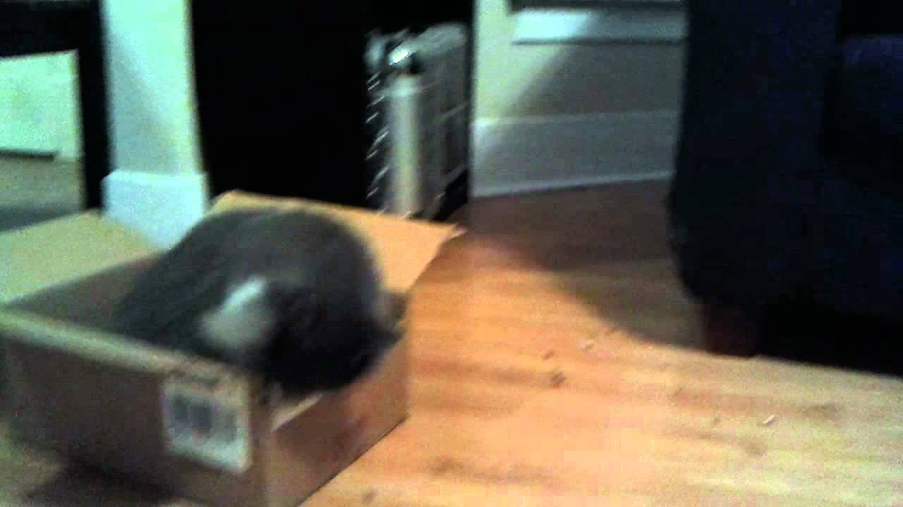 zebby cat chomping a box... - YouTube