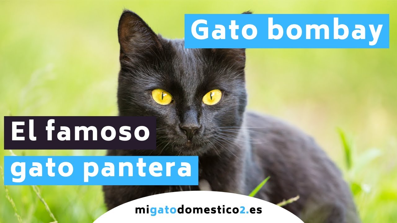 🧐 GATO BOMBAY 🍃 Conoce al gato pantera 🐱 - YouTube