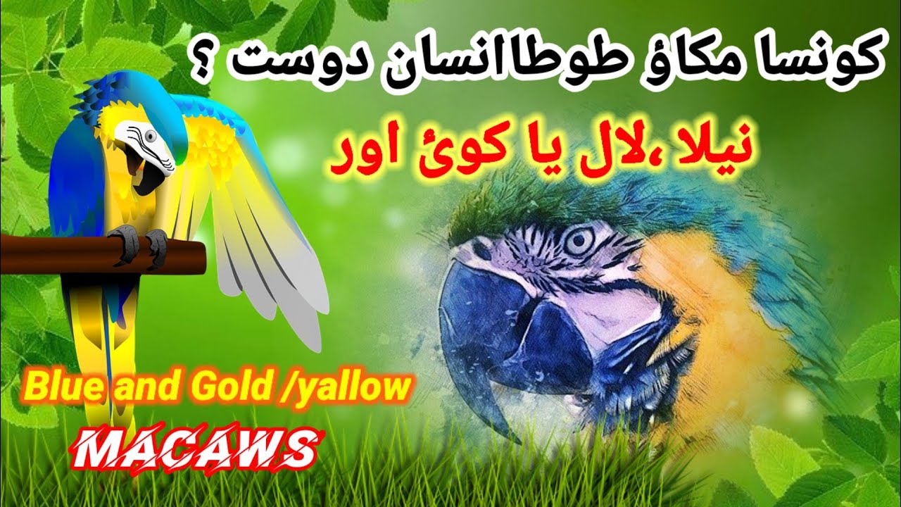 Which Macaw Parrot Human Friend Blue or Red ? Characteristics of the ...