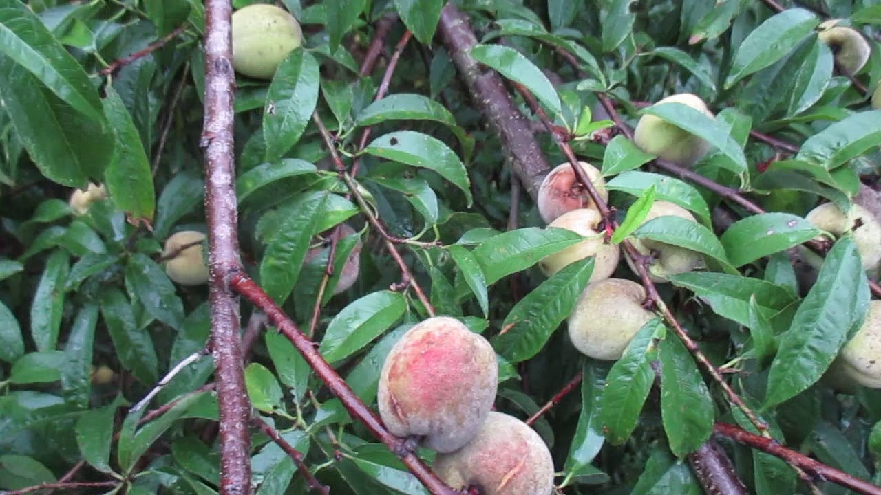 Peach Update: Can Milk Prevent Brown Rot? Part 2 - YouTube