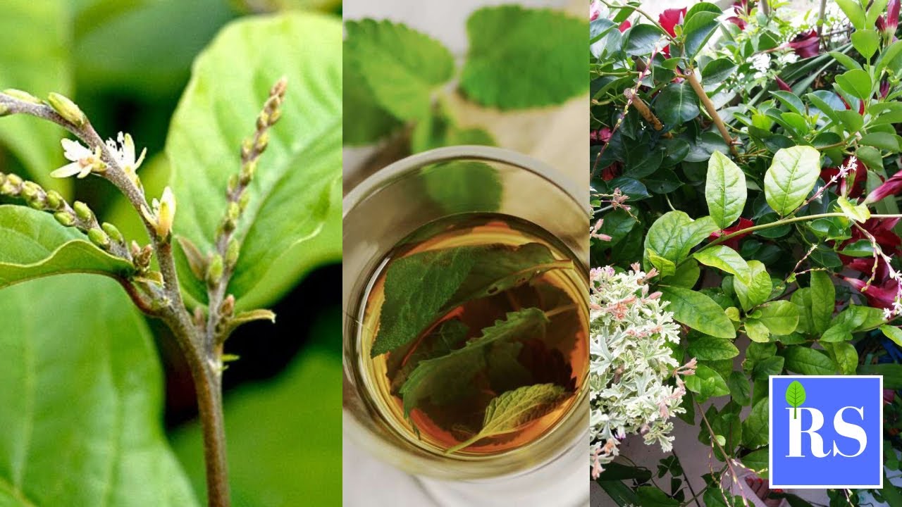 El anamú, apacin, apazote o apacina y sus increíbles usos medicinales ...