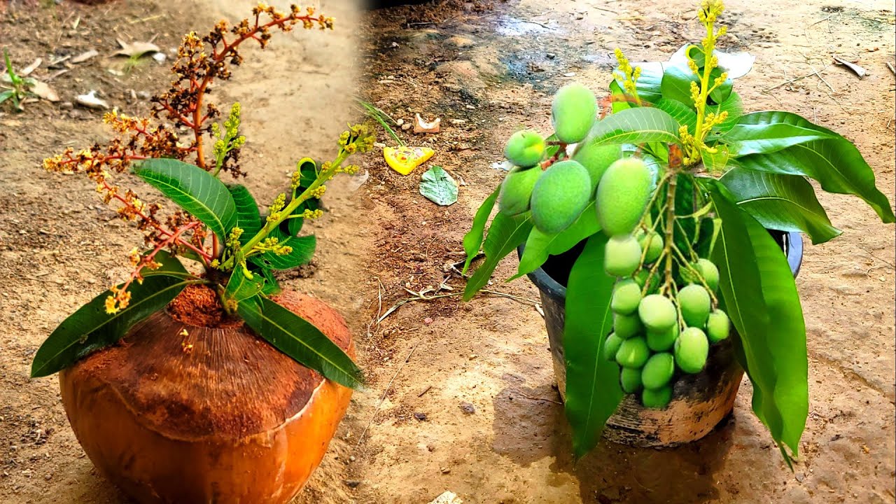 Creative Bud Crafting Mango Tree | How To Growing Mango With Alo Vera ...