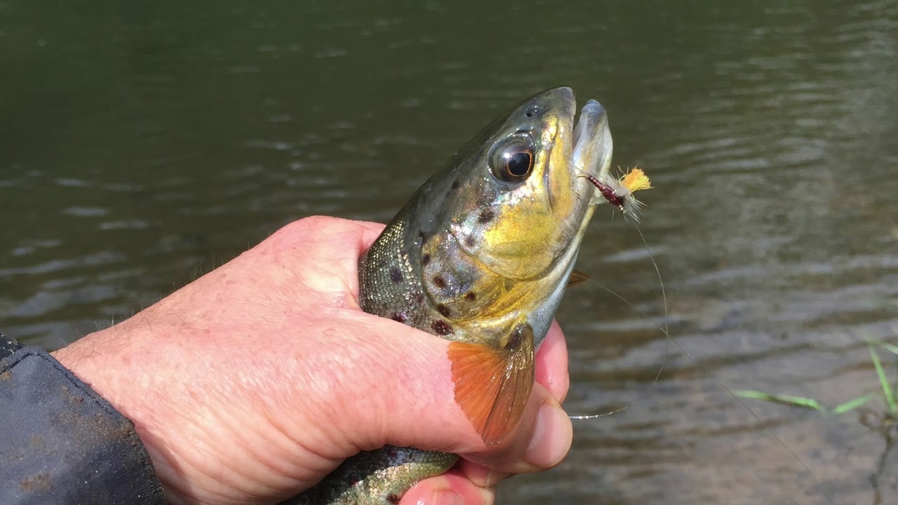 Fly Fishing Kyll Germany 2017. - YouTube