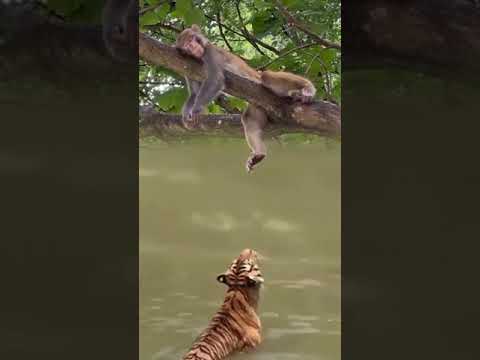 monkey# masarap ilik n onggoy hehehe# - YouTube
