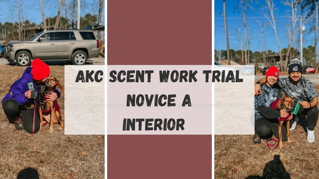 AKC SCENT WORK TRIAL | NOVICE A INTERIOR RUN - YouTube