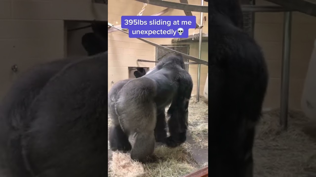 Gorilla slide 🦍 - YouTube