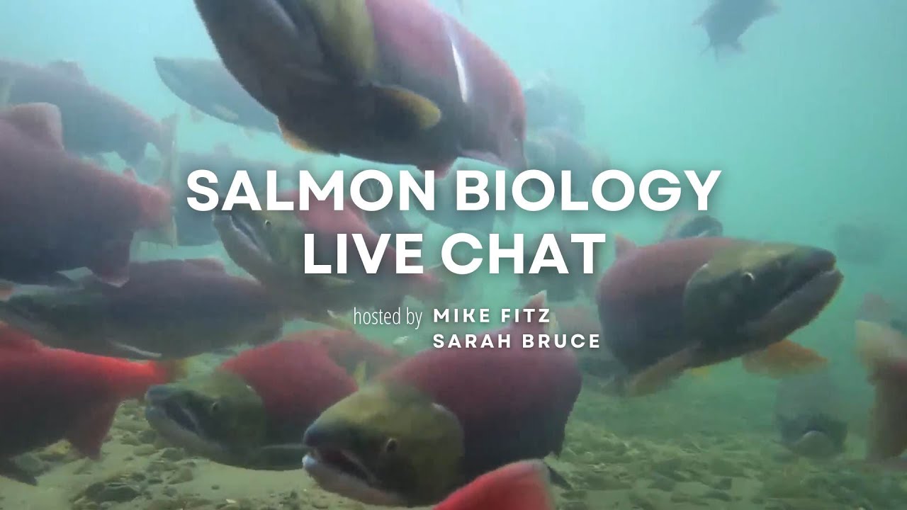 Salmon Biology | Brooks Live Chat - YouTube