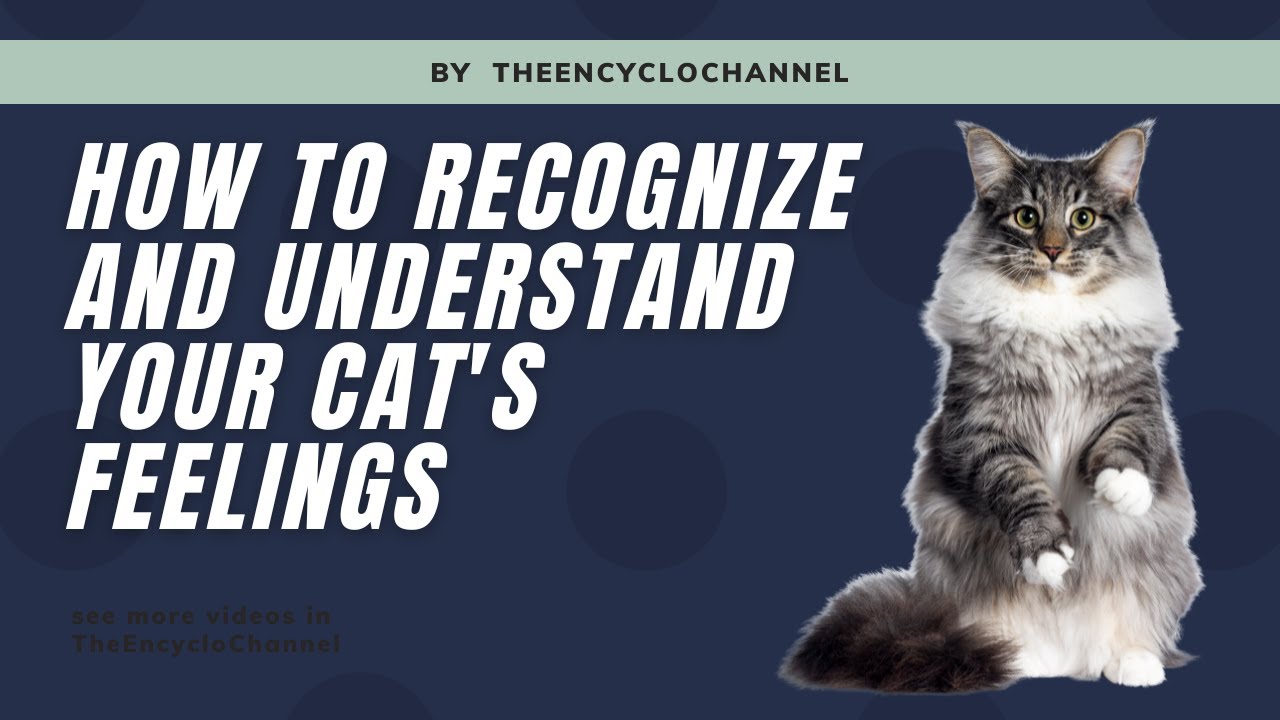 How to Recognize and Understand Your Cat's Feelings - YouTube