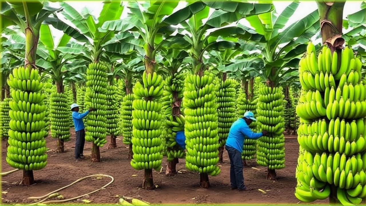 Inside a Modern Dried Banana Factory: How 1 Billion Boxes of Dried ...