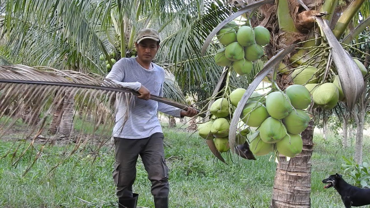 Dry leaf control in coconut farming after dry season to get a lot ...