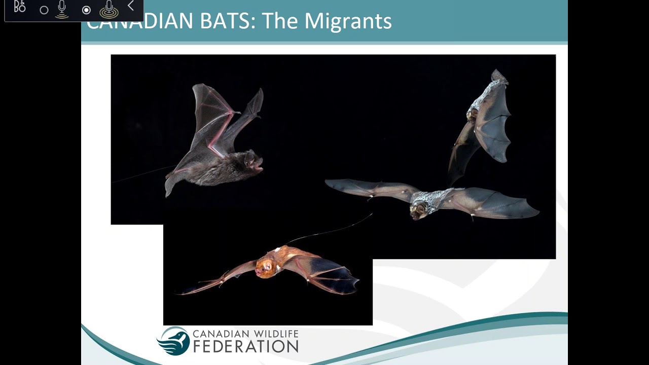 Help The Bats citizen science and bat conservation - YouTube