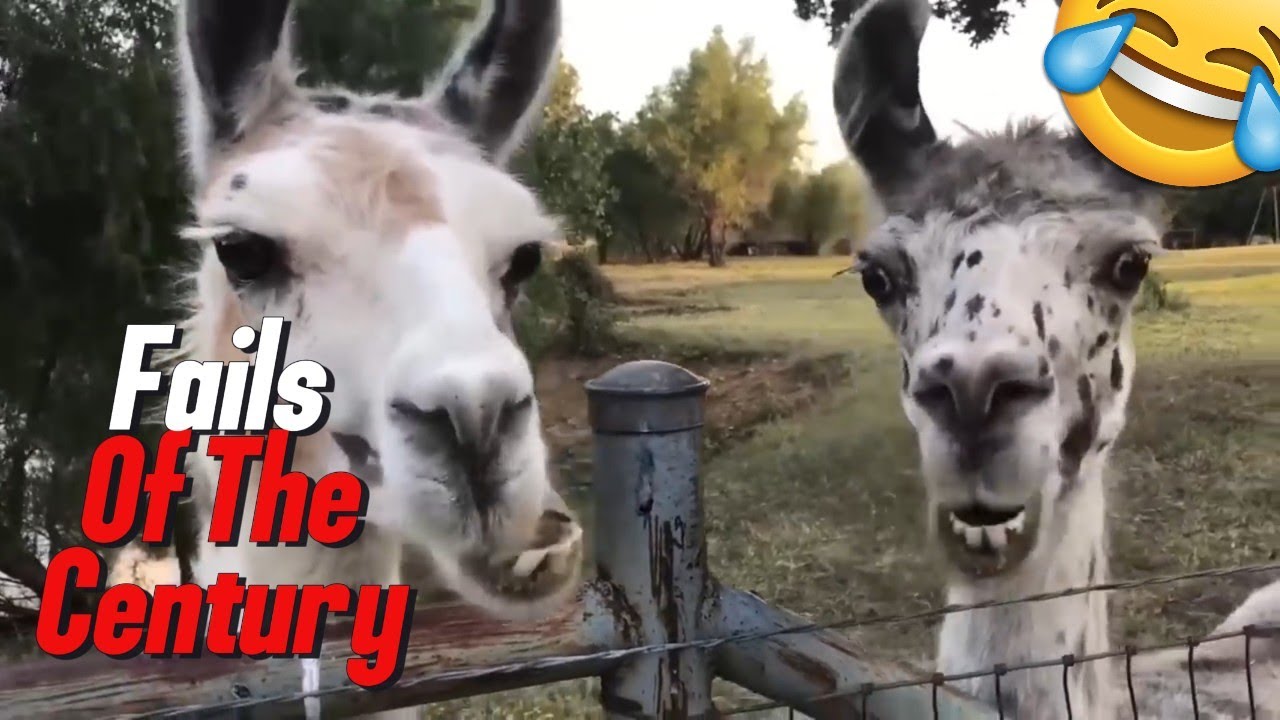 Best Fails Of The Century 30 | Don't Feed The Llamas 🦙 - YouTube