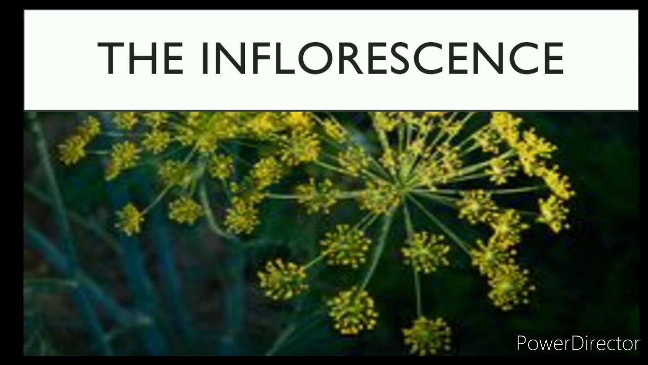 INFLORESCENCE AND ITS TYPES RACEMOSE AND CYMOSE NCERT BASED - YouTube