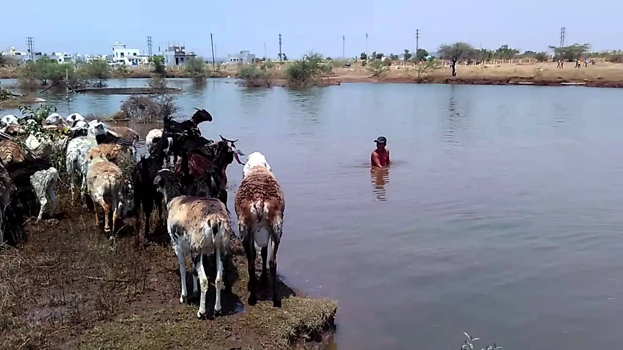 How to swimming goat in the lake - YouTube