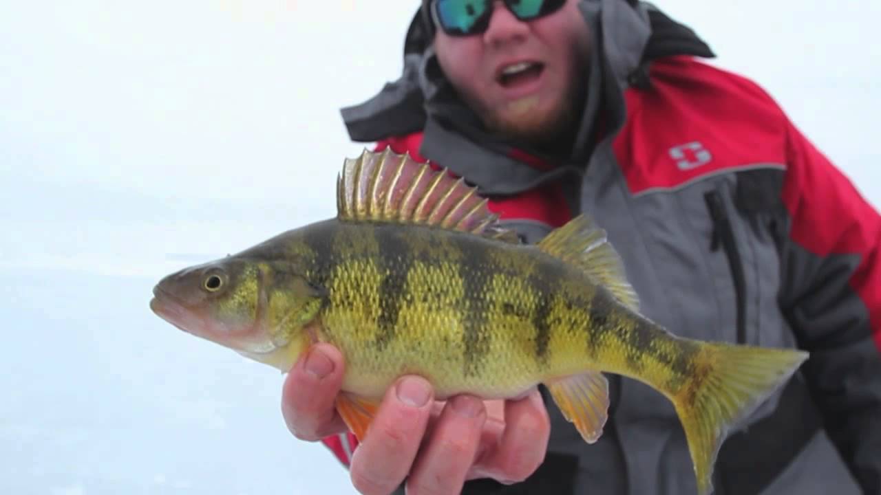 Mille Lacs Jumbo Perch - YouTube
