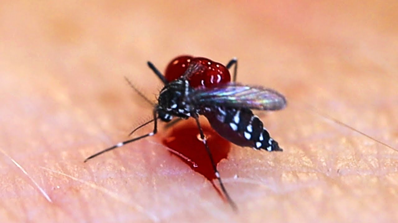 Mosquito drinking blood until he EXPLODES! - YouTube