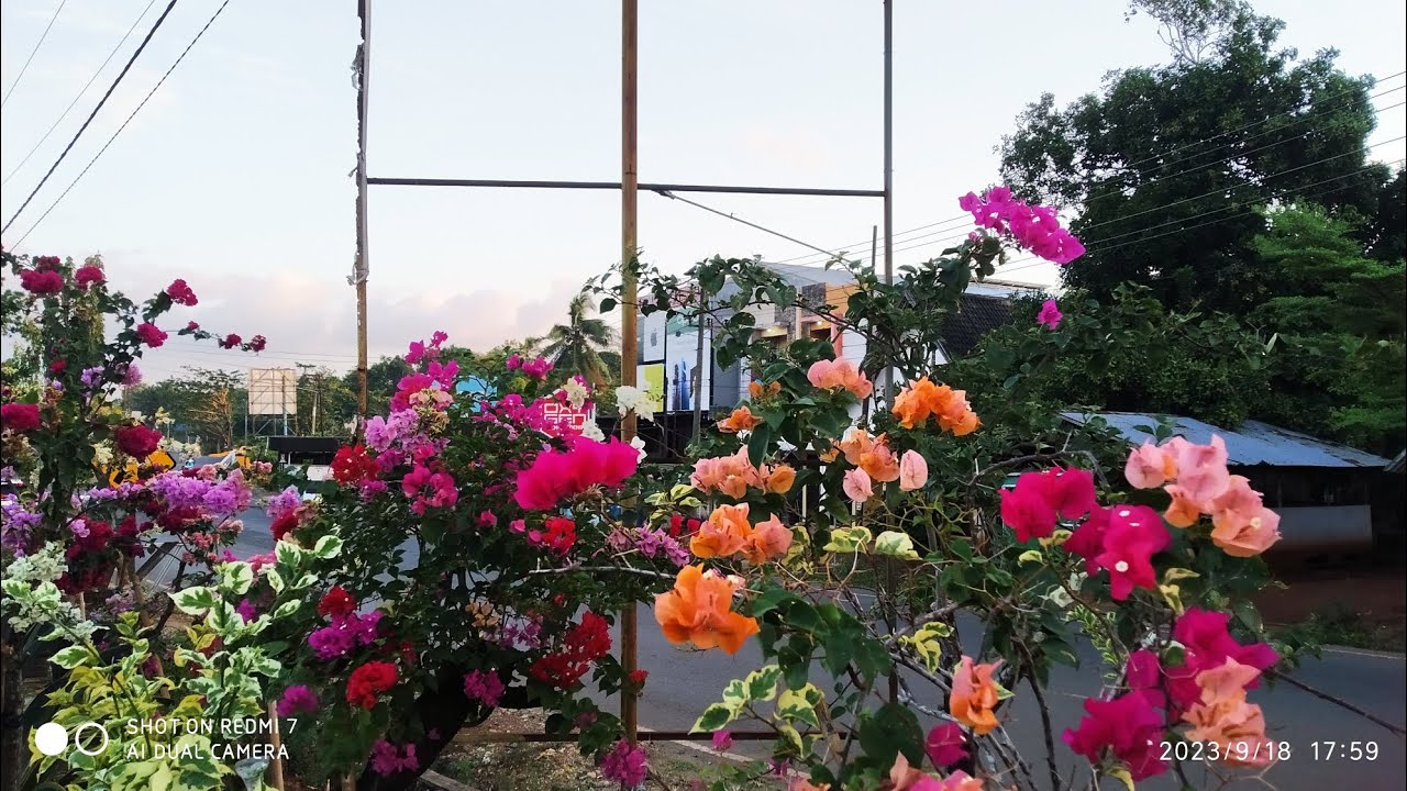 HASIL SAMBUNG TEMPEL PADA AKAR BUNGA BUGENFIL/BUNGA KERTAS - YouTube