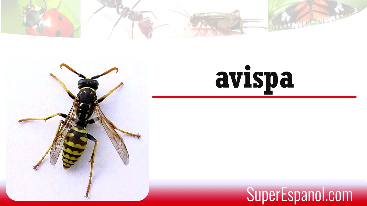 Vocabulario en español: insectos - YouTube