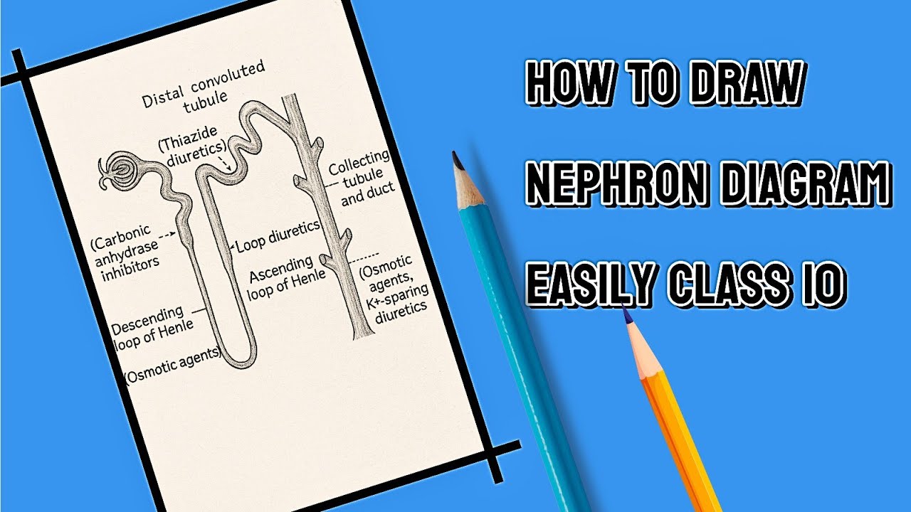 How to draw nephron diagram easily class 10 | Nephron Drawing Easy ...