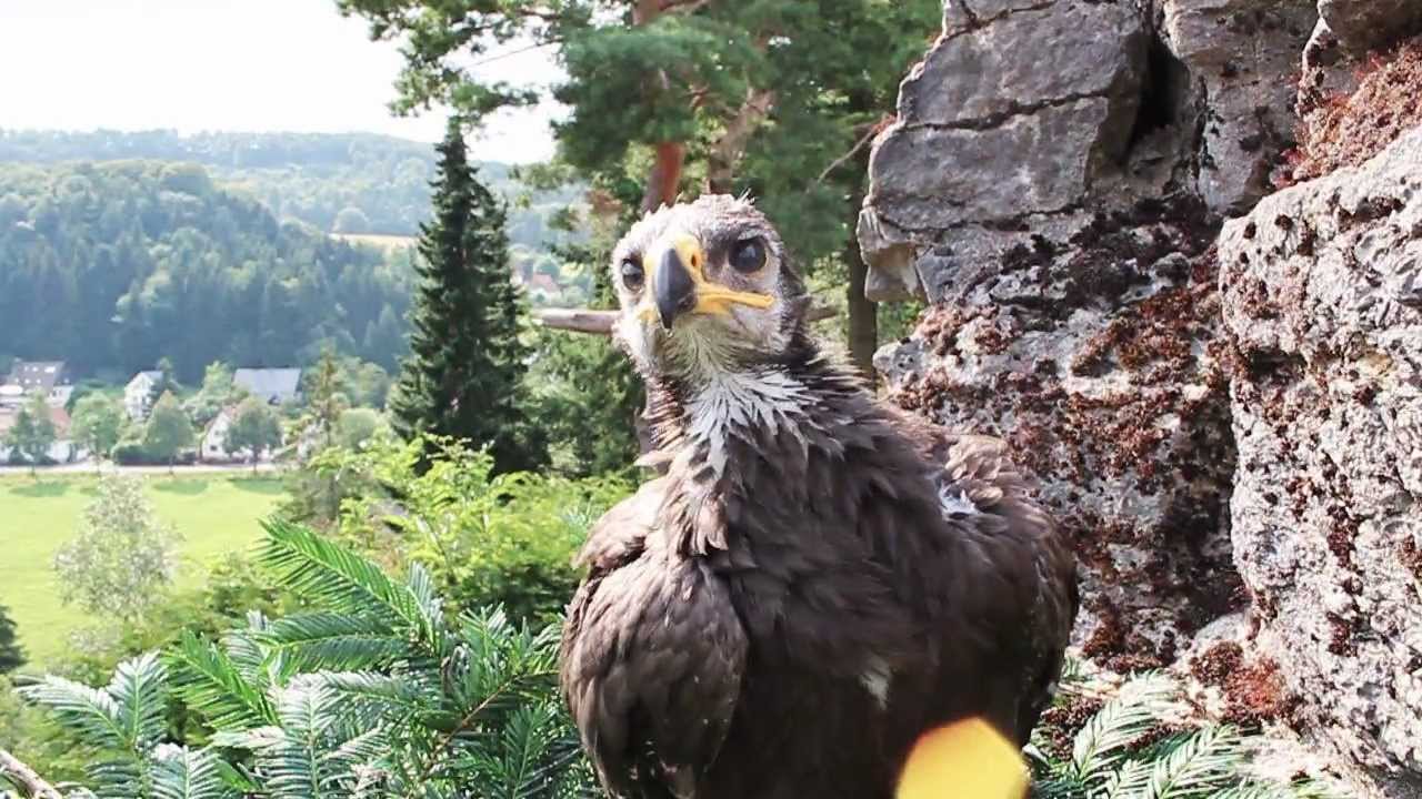 Young eagle training for a flight - week 8 - YouTube